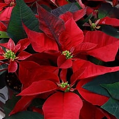 Plant Care | Flowering | Colasanti's