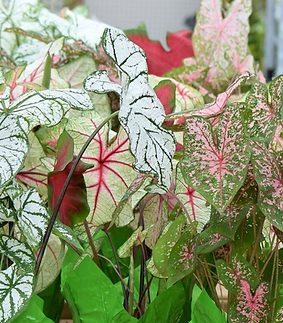 Weekly Favourites | Colasanti's Tropical Gardens | Kingsville