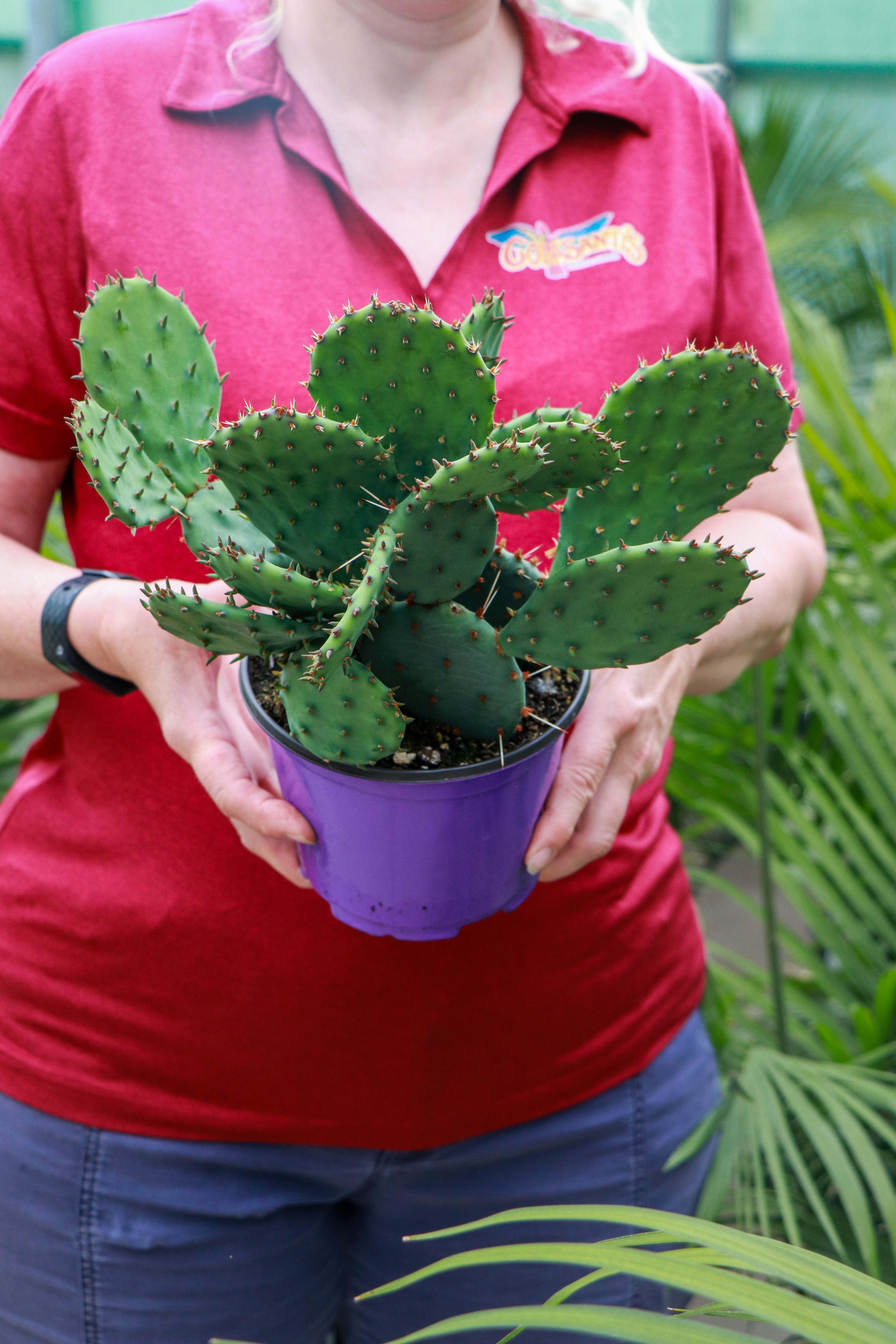 Prickly Pear Cactus | Colasanti