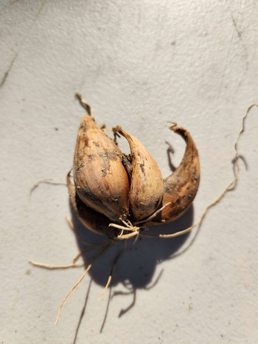 French Grey Shallots | MayBCrazy Garlic