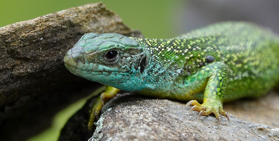 Il Ramarro: Colore E Aspetto