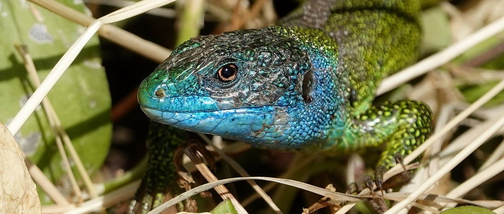 The Western Green Lizard
