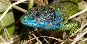 dark green lizard uk