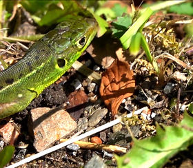 dark green lizard uk