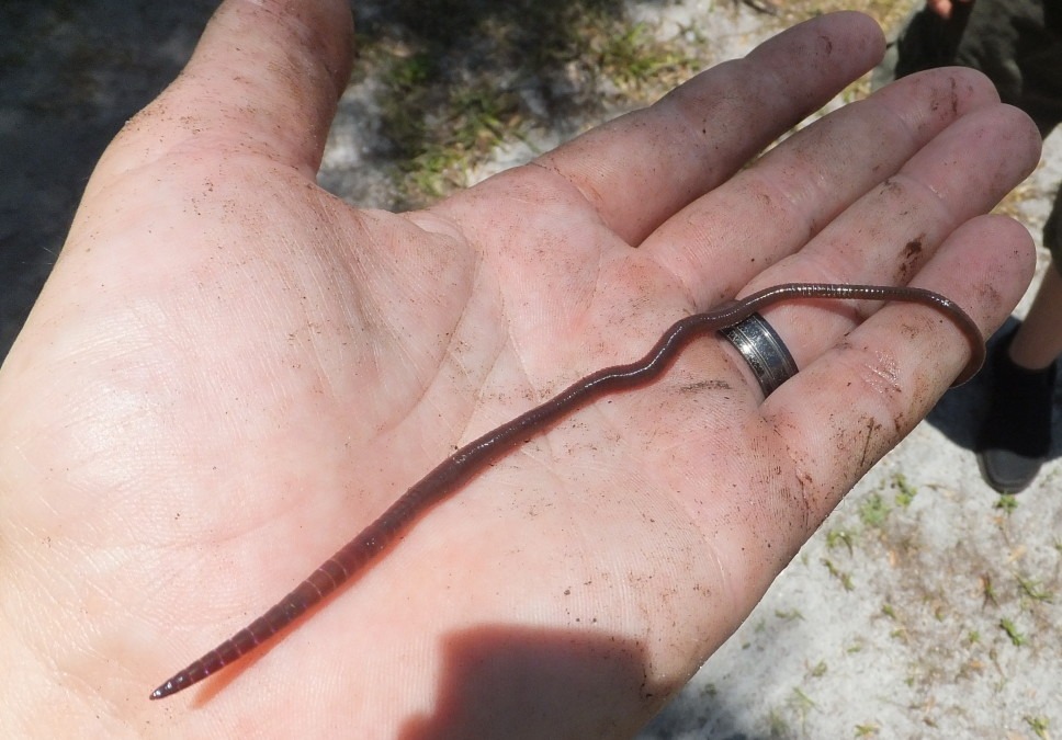 Axolotl Nutrition: All About Worms