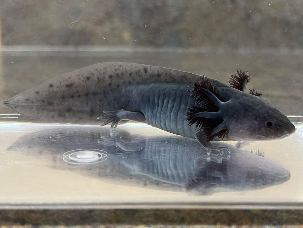 Axolotl Color Morphs Guide