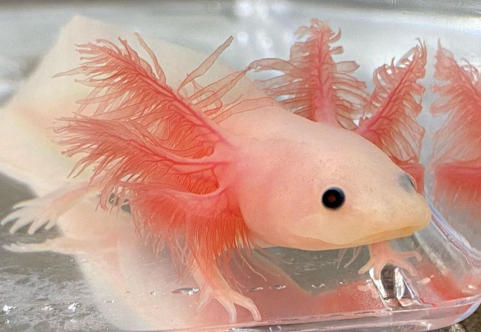 Axolotl Color Morphs Guide