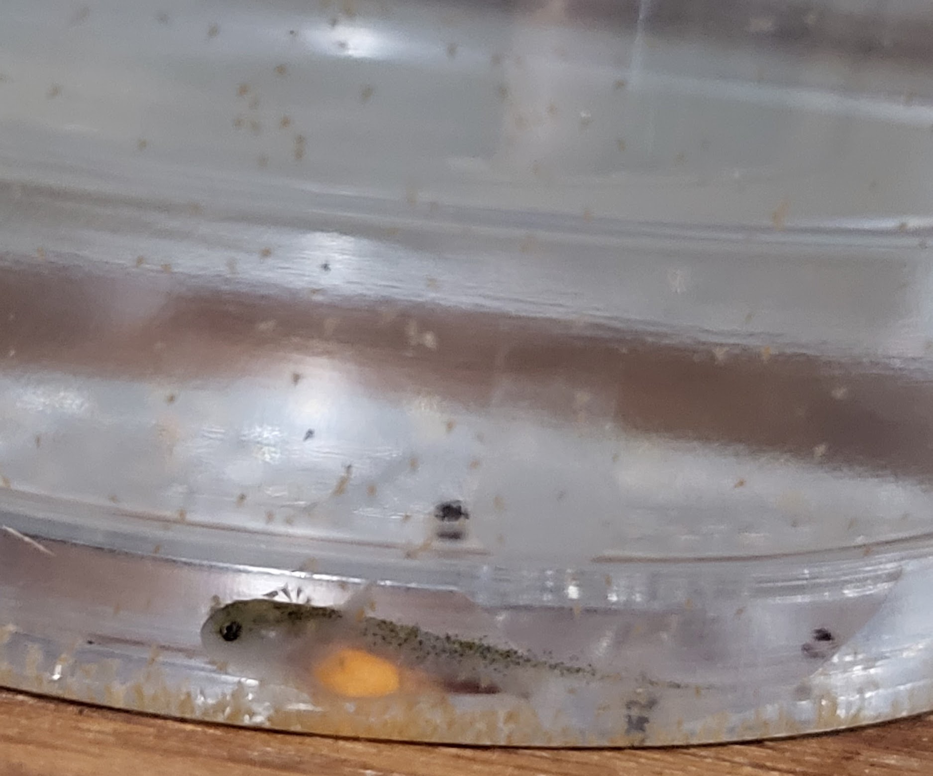 Axolotl Nutrition: All About Worms