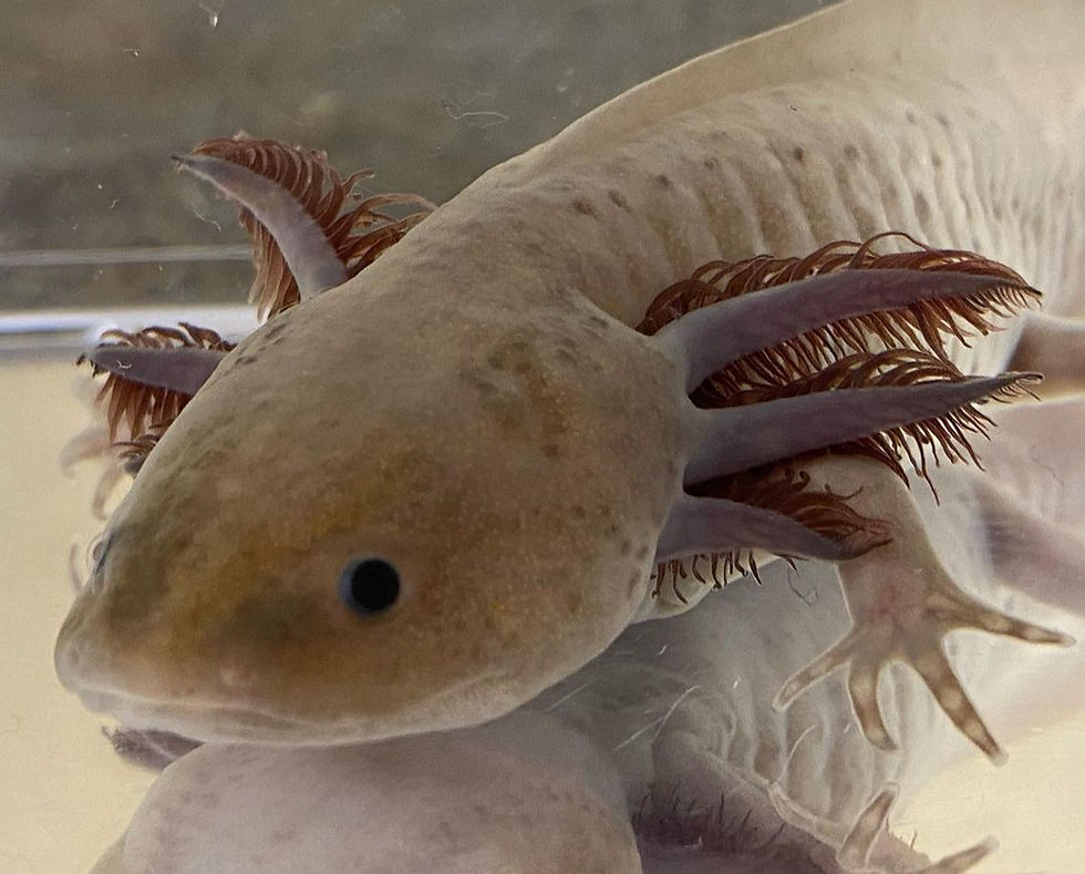 Axolotl Color Morphs Guide