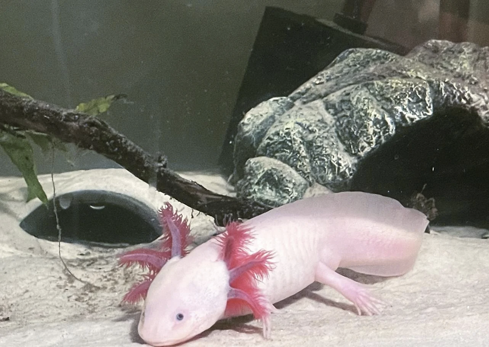 Which Substrate is Safe for Axolotls?