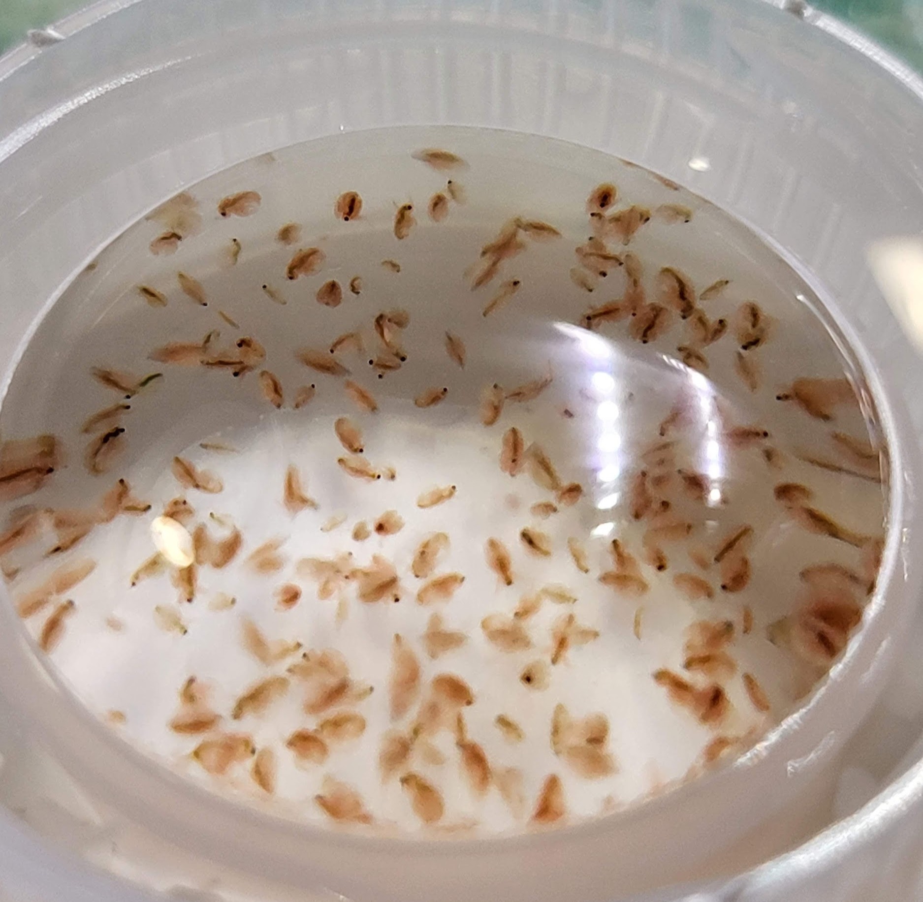 Axolotl Nutrition: All About Worms