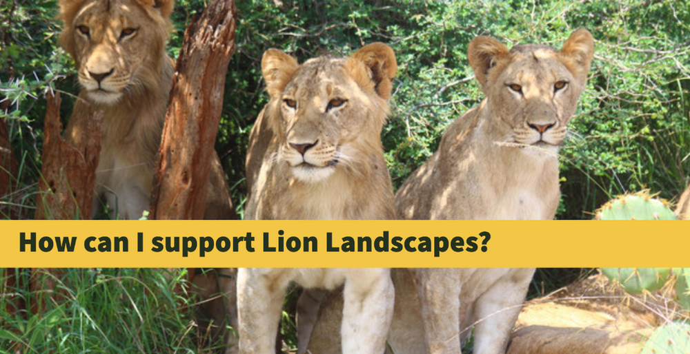 How Can I Support Lion Landscapes?