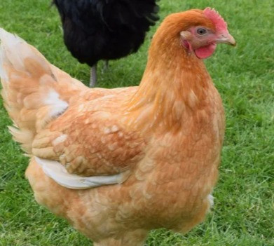 Speckledy Gold | Nadder Valley Hens