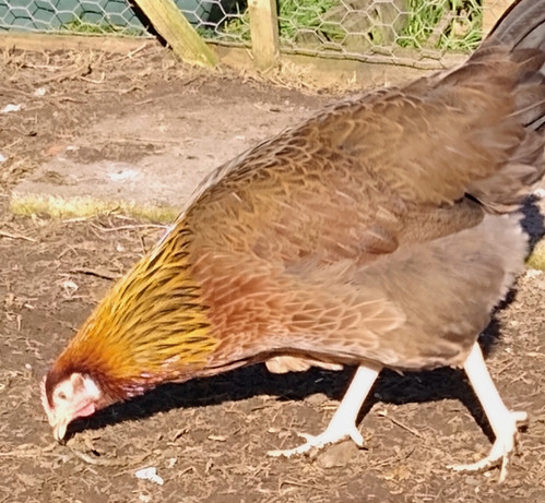 Partridge Leghorn | Nadder Valley Hens