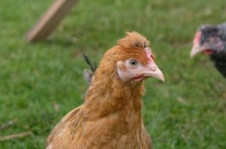 Devon Blue | Nadder Valley Hens