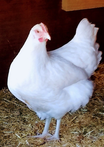 Amber Rock | Nadder Valley Hens