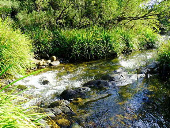 Barrington River Lodge | Lodge and Cabin Accommodation | Barrington