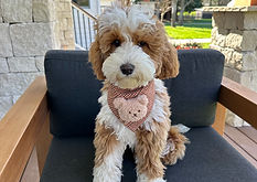 miniature goldendoodle stud