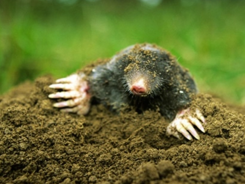 Pest Detective, Pest Control Louth, Lincolnshire,