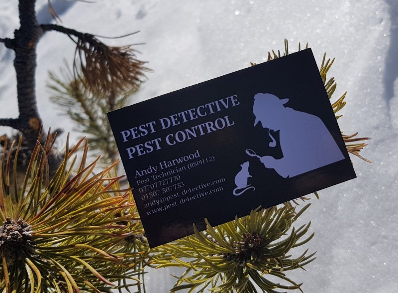 Pest Detective | Blog | Pest Control Services | Pest Management