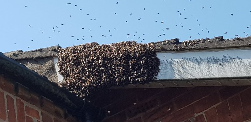 Pest Detective, Pest Control Louth, Lincolnshire,