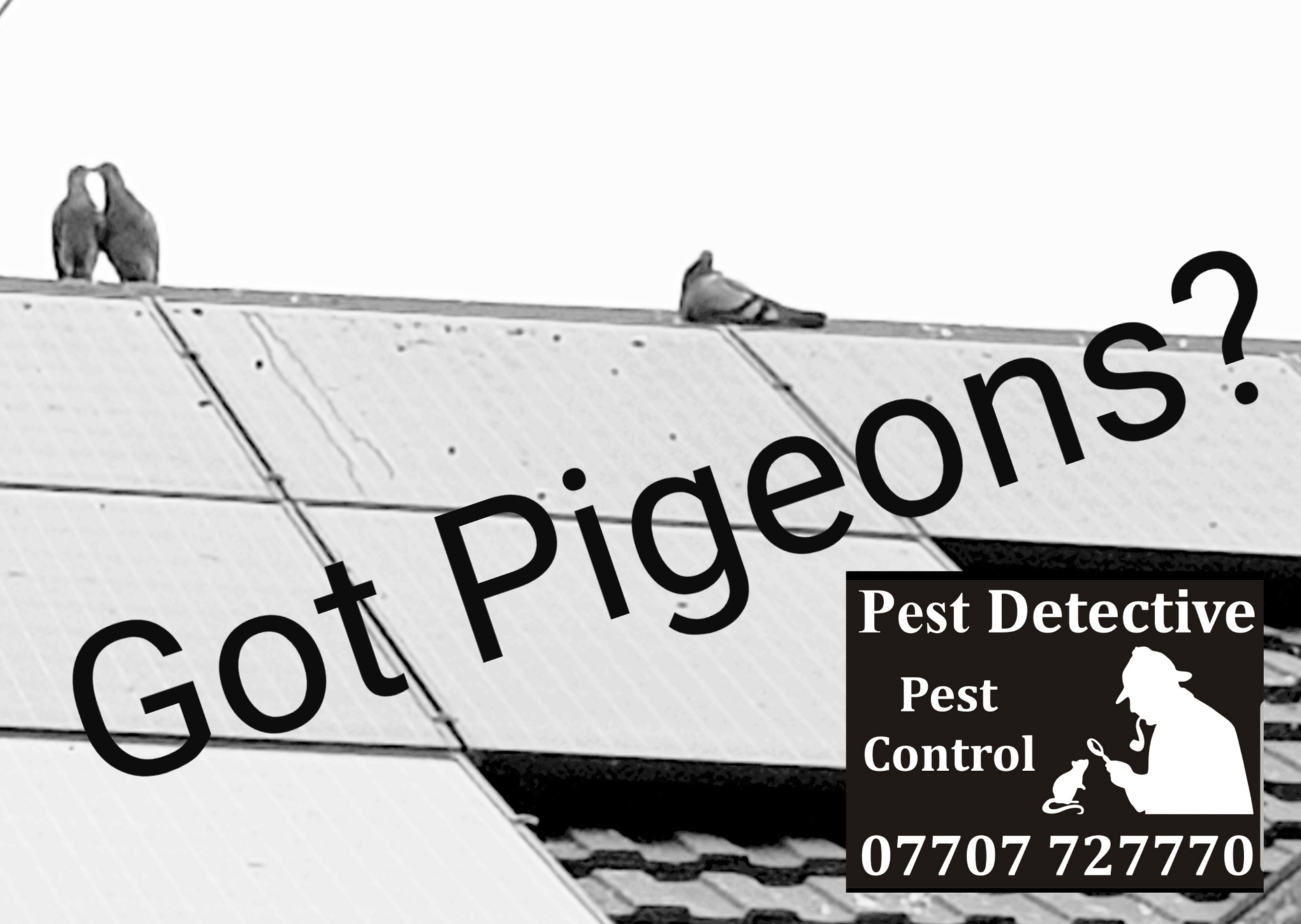 Pest Detective, Pest Control Louth, Lincolnshire,