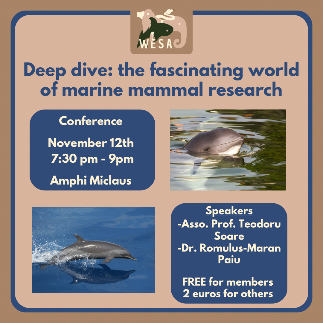 Deep dive : the fascinating world of marine mammal research | WESA