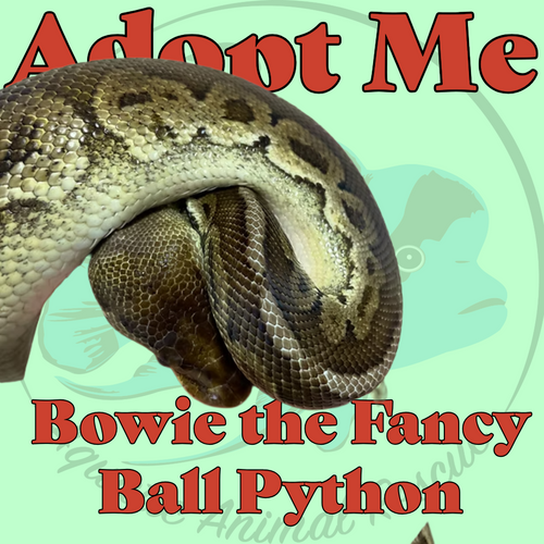 Bowie the Fancy Ball Python | JRAAR