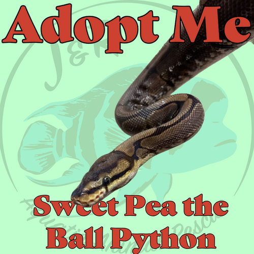 Sweet Pea the Fancy Ball Python | JRAAR