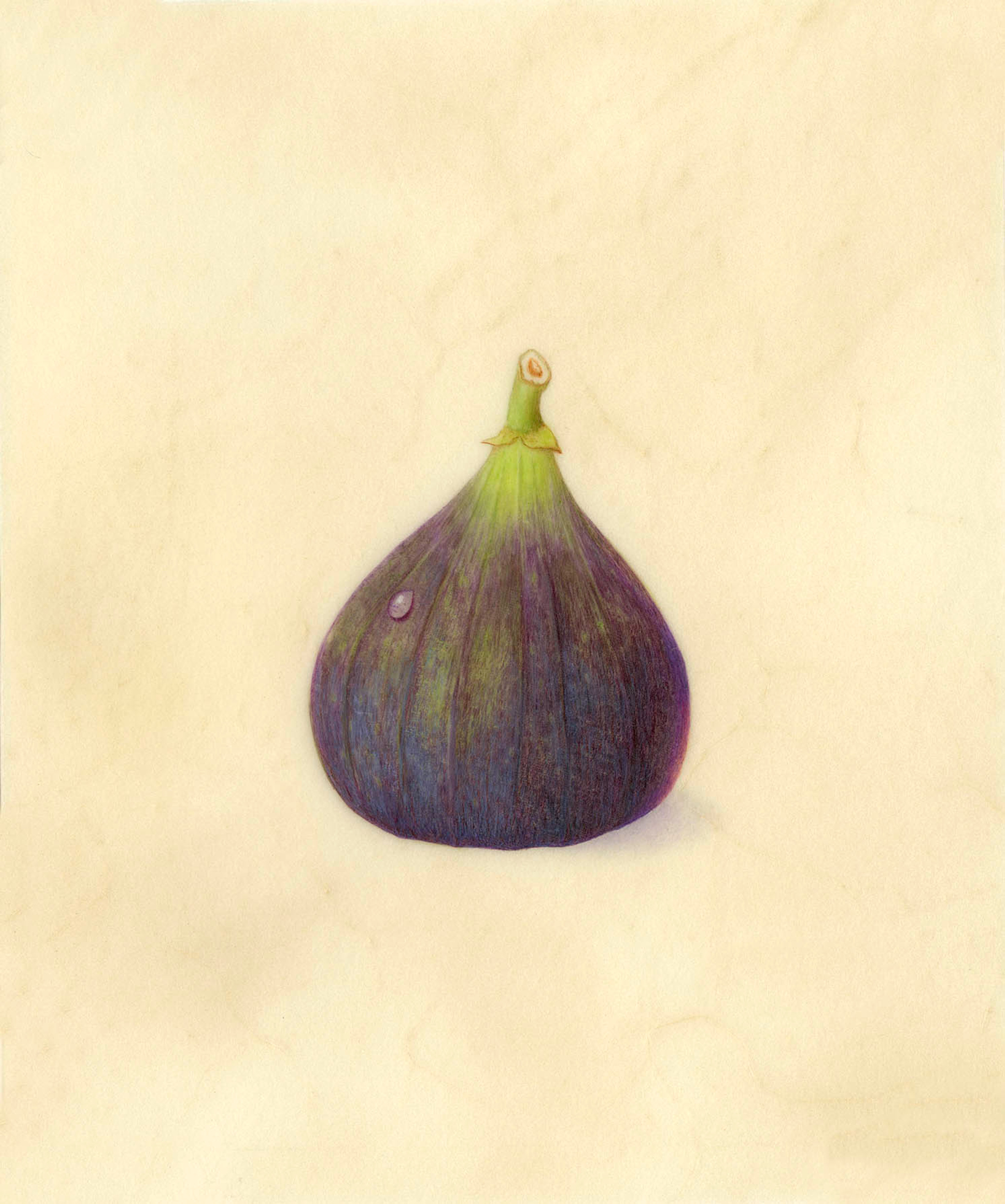 Figs, Catherine Watters | bagsc-org