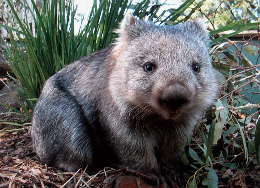 Endangered Australian Species Series - The Northern Hairy-nosed Wombat ...