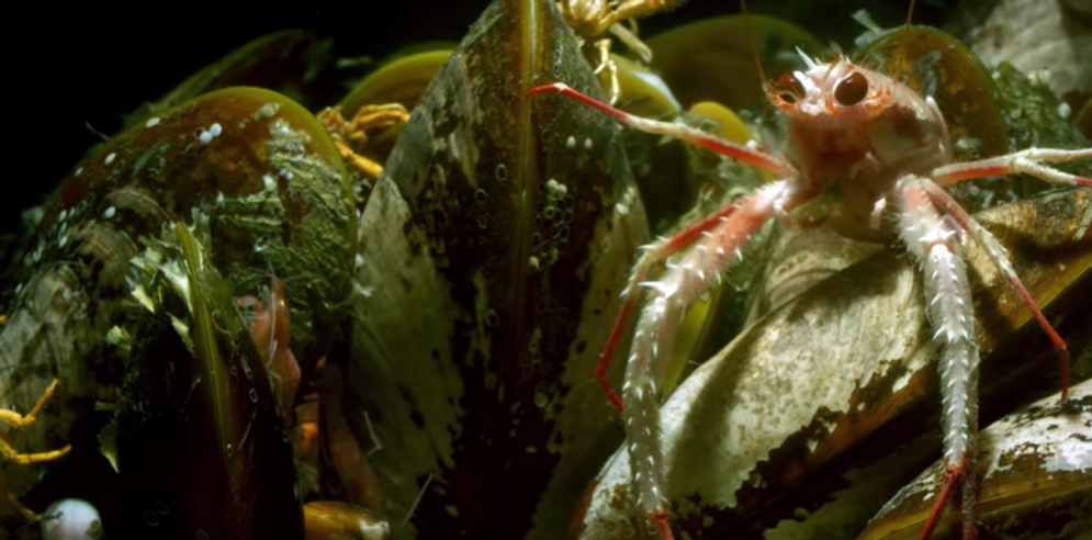 Did you know: The Alien World of Brine Pools 🎥