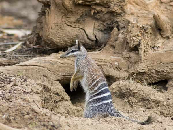 Did you know: The Australian Numbat - another Endangered Species 🎥