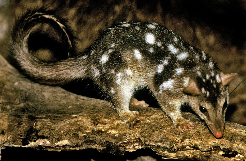 Endangered Australian Species Series - Northern Quoll 📽