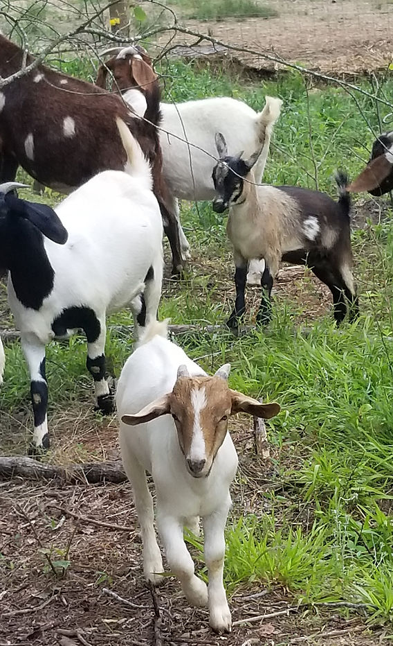 Boer Goat Farming