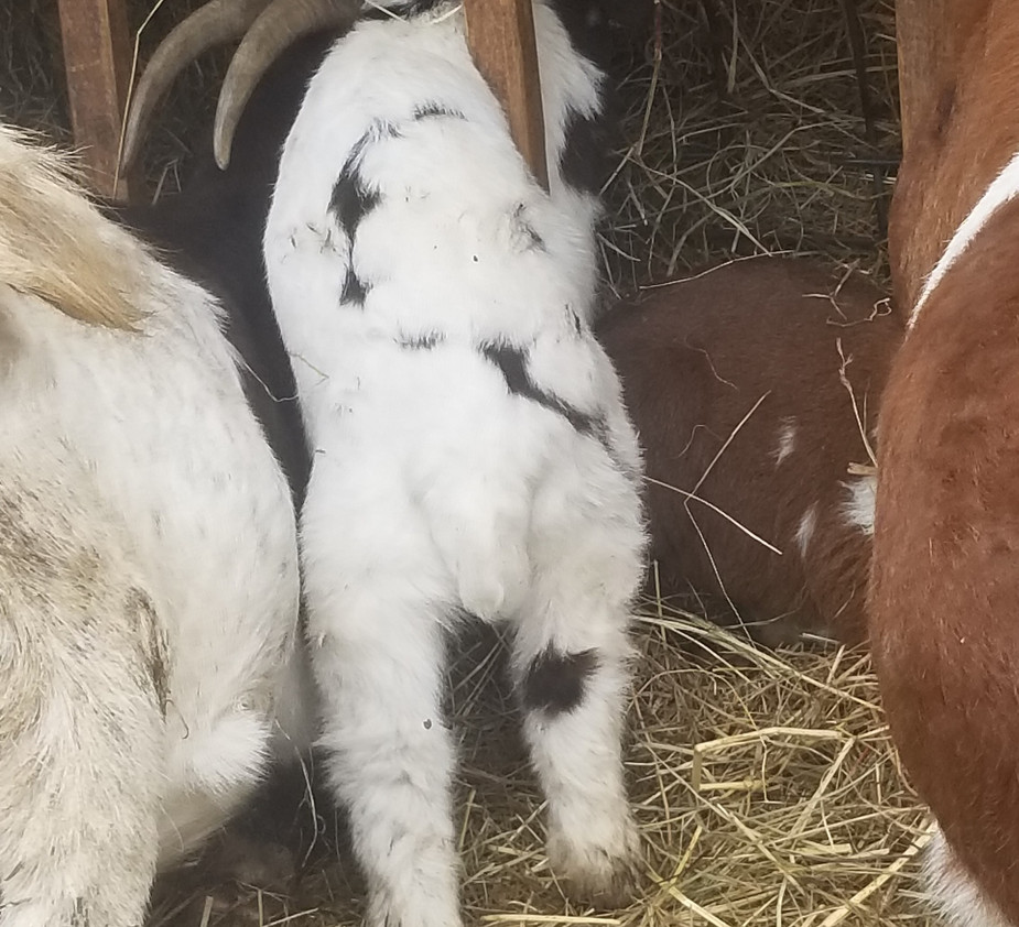 Artie ABGA Boer Buckling | Cotton Bean Farms