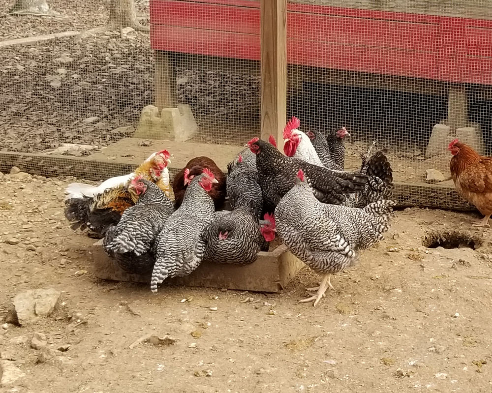 So we have a bunch of FREE loading chickens residing at the farm!