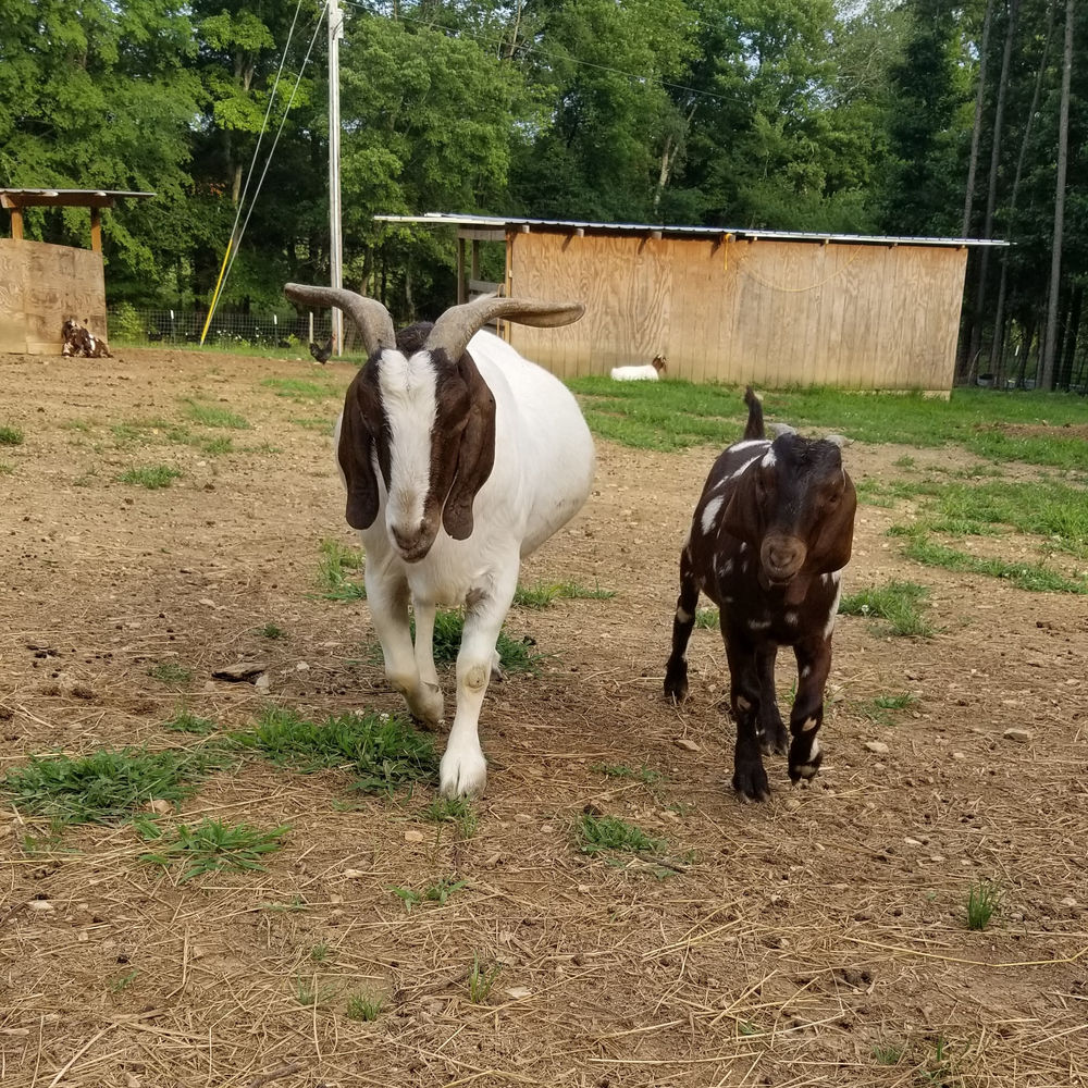 This Boer doeling looks just like all her siblings