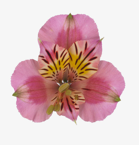 Little Miss Lucy® | wulfinghoff