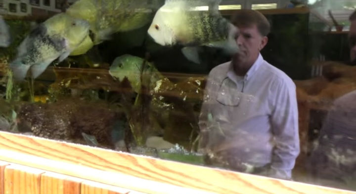 Rusty Wessel - Cichlids with Livebearers.. and "What I did during COVID ...