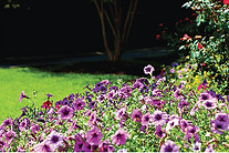 Golf Course and Country Club Community in Seneca, SC