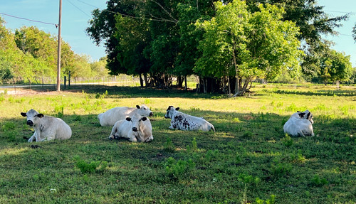 All Products | 7 Star Ranch