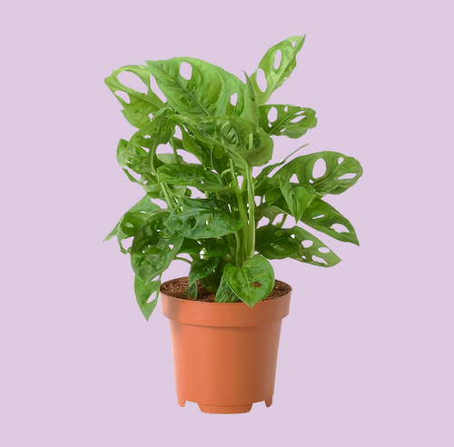 Hoja rota | Naturalbox