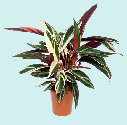Pluma de indio | Naturalbox