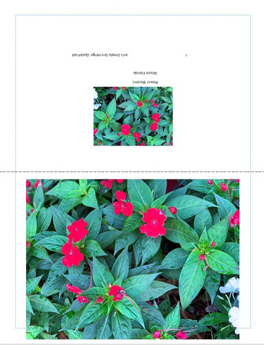 QuickFold Flower Bloom Card | Ian’s Simply Greetin