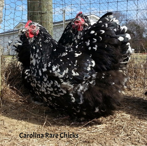 English Mottled Orpington Day Old Chick straight run | carolina-rare-chicks