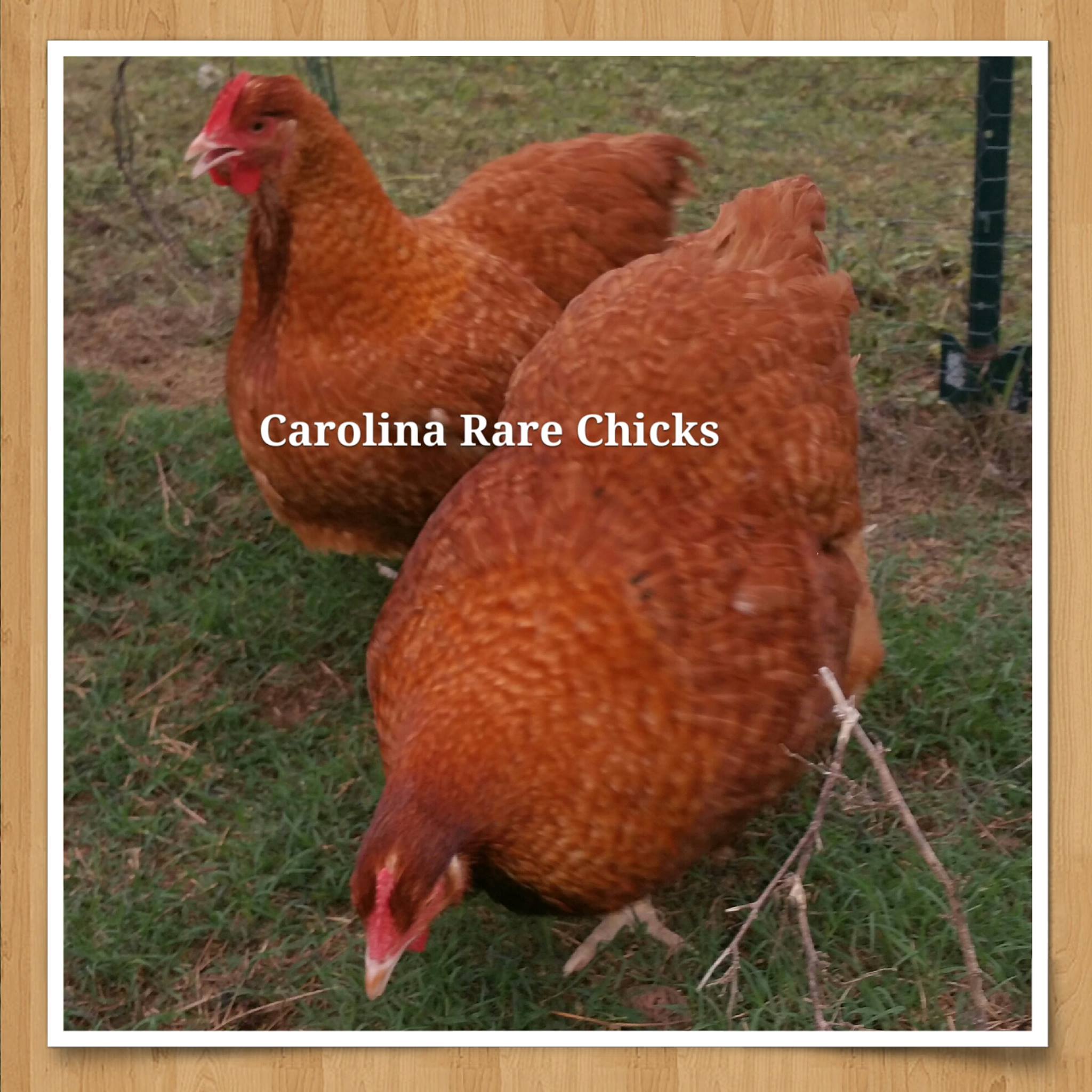 Home | carolina-rare-chicks