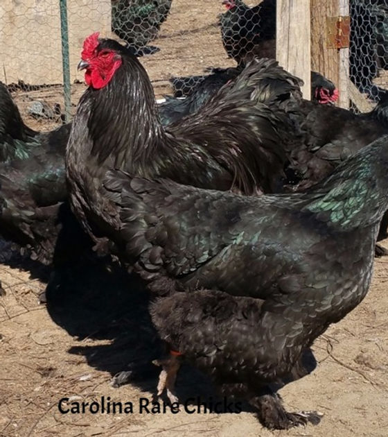 dark brahma bantam