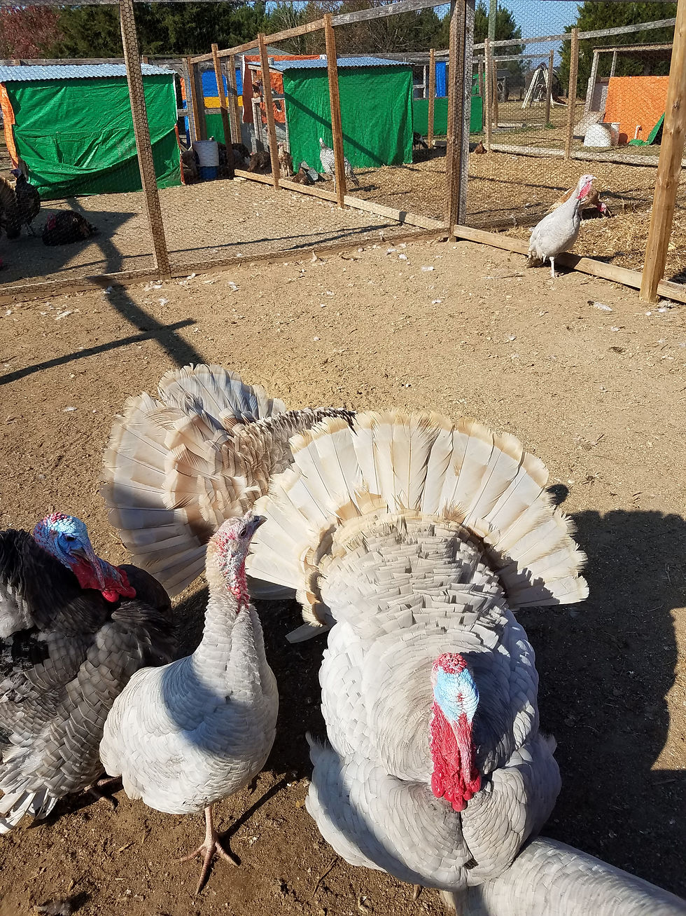 Lilac Turkeys | carolina-rare-chicks