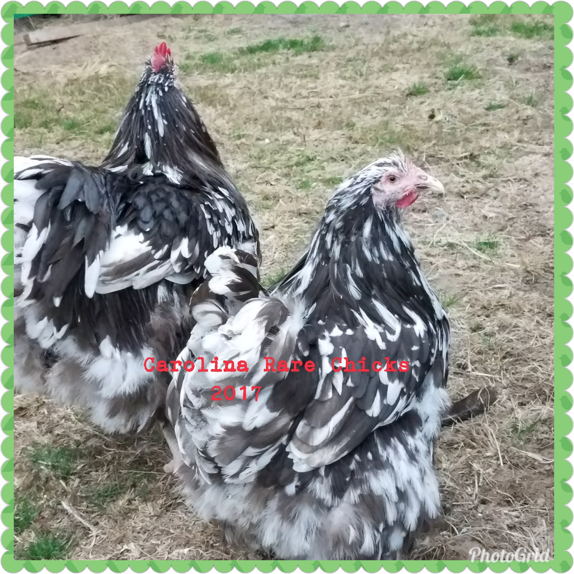 Home | carolina-rare-chicks